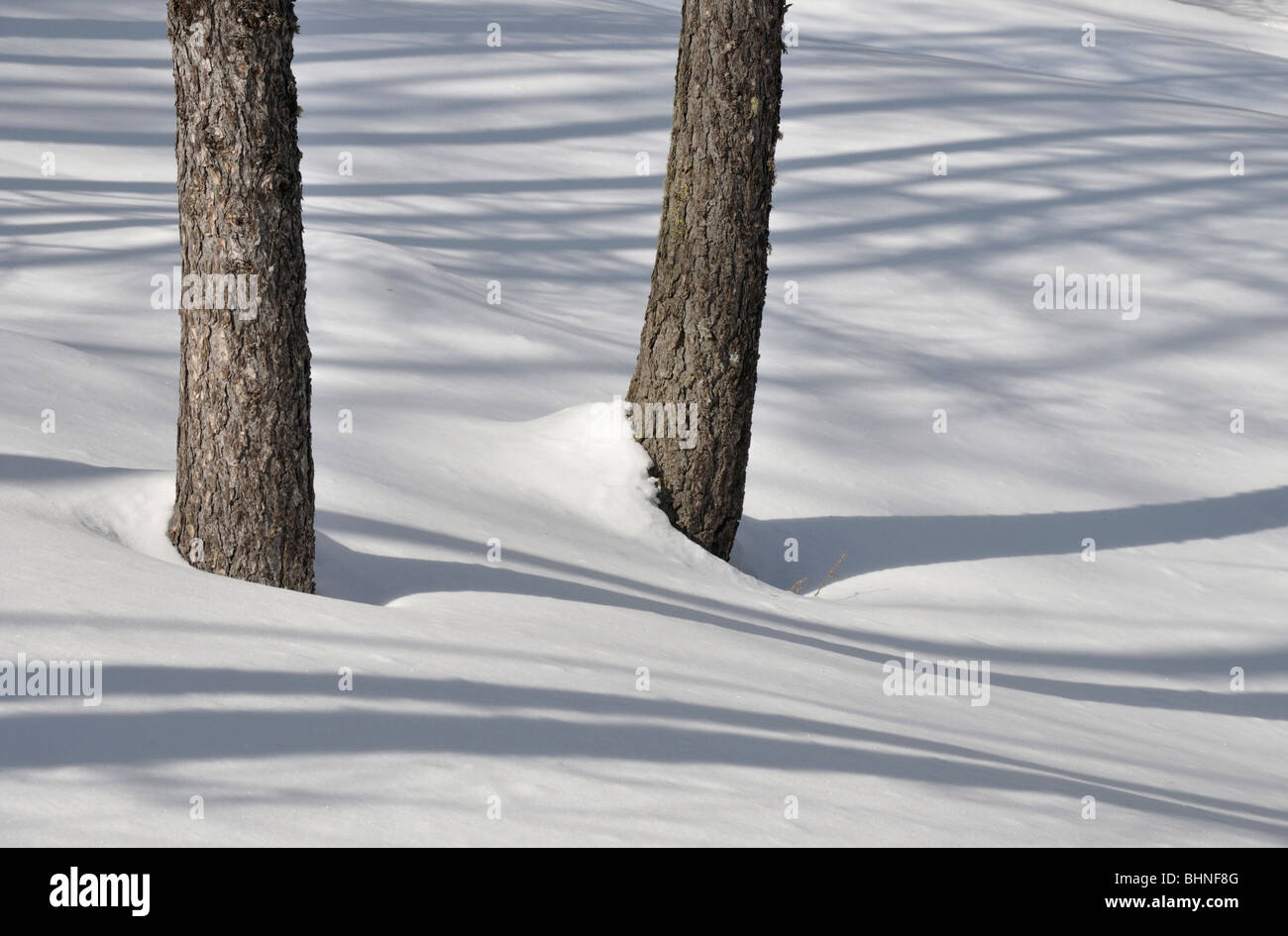 Larch tree trunks in snow, Casterino, Mercantour Alps, France Stock ...