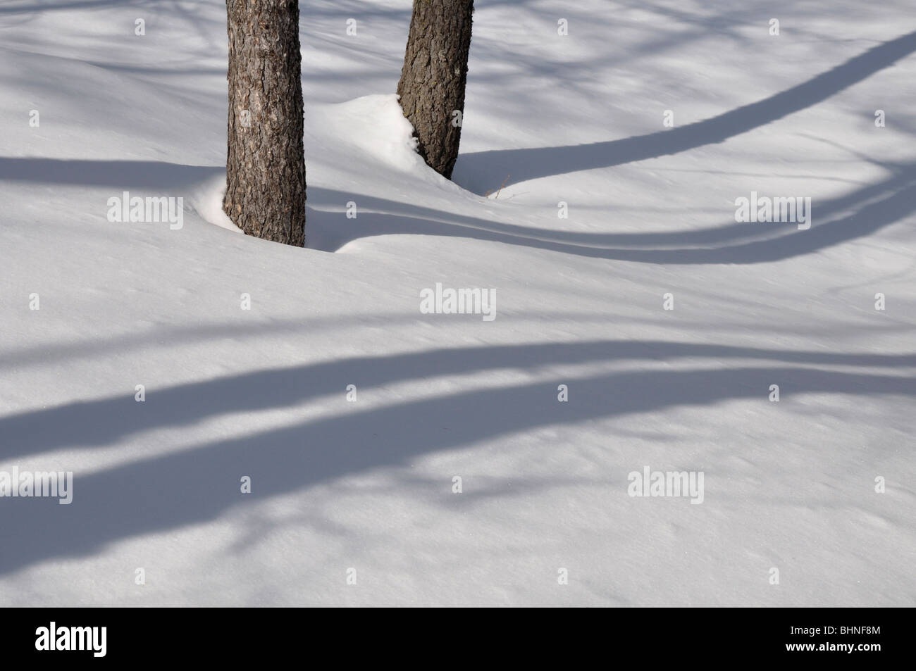 Larch tree trunks in snow, Casterino, Mercantour Alps, France Stock ...