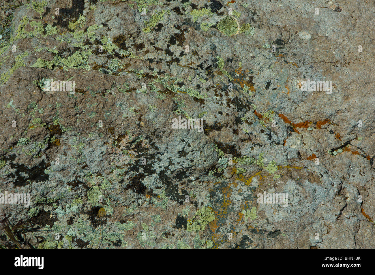 Lichens lichen brian head peak hi-res stock photography and images - Alamy