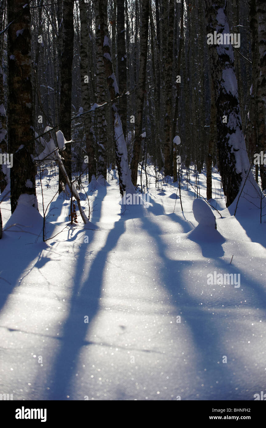 Russian winter snowfall on forest hi-res stock photography and images ...