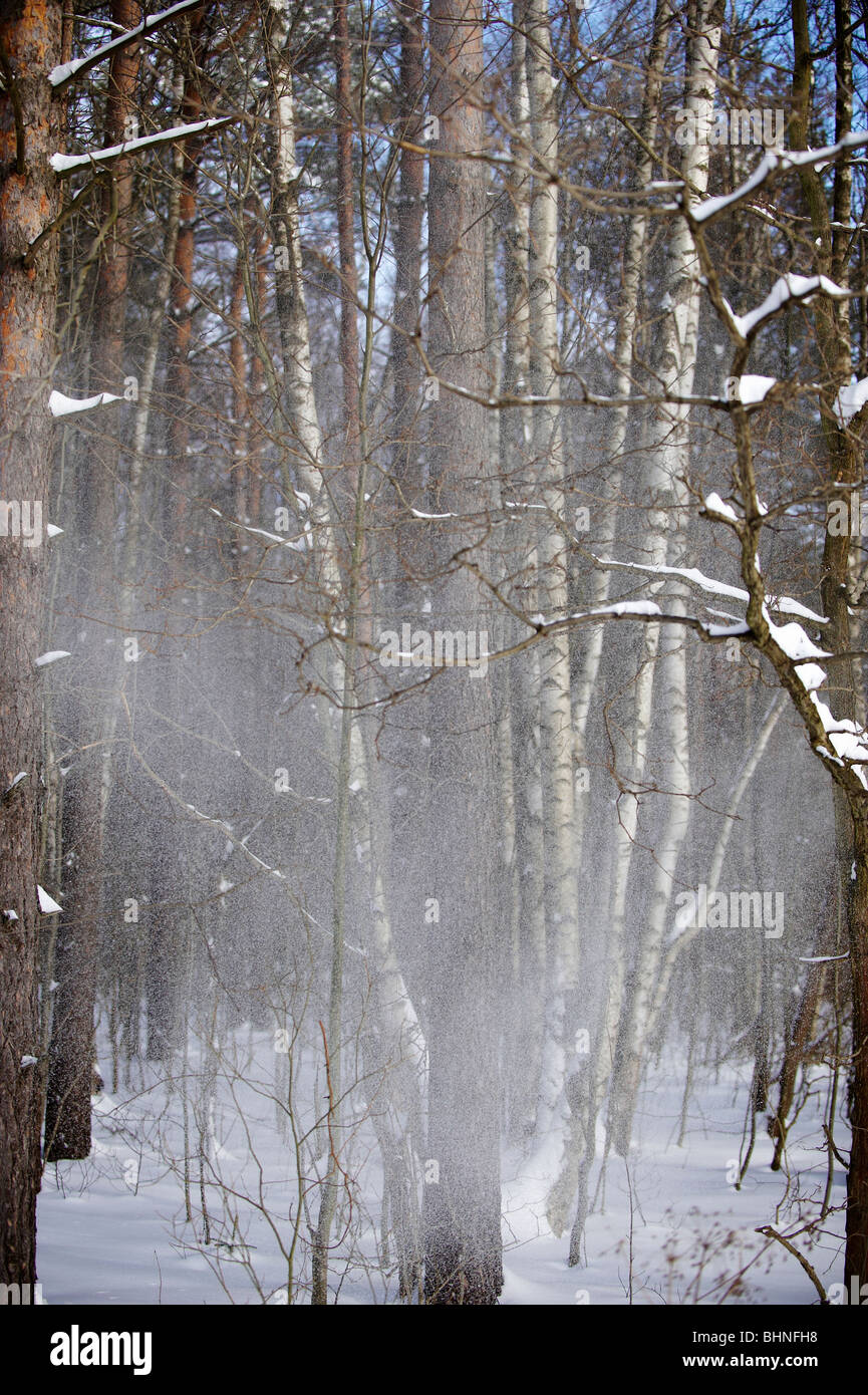 Russian forest in winter Stock Photo - Alamy