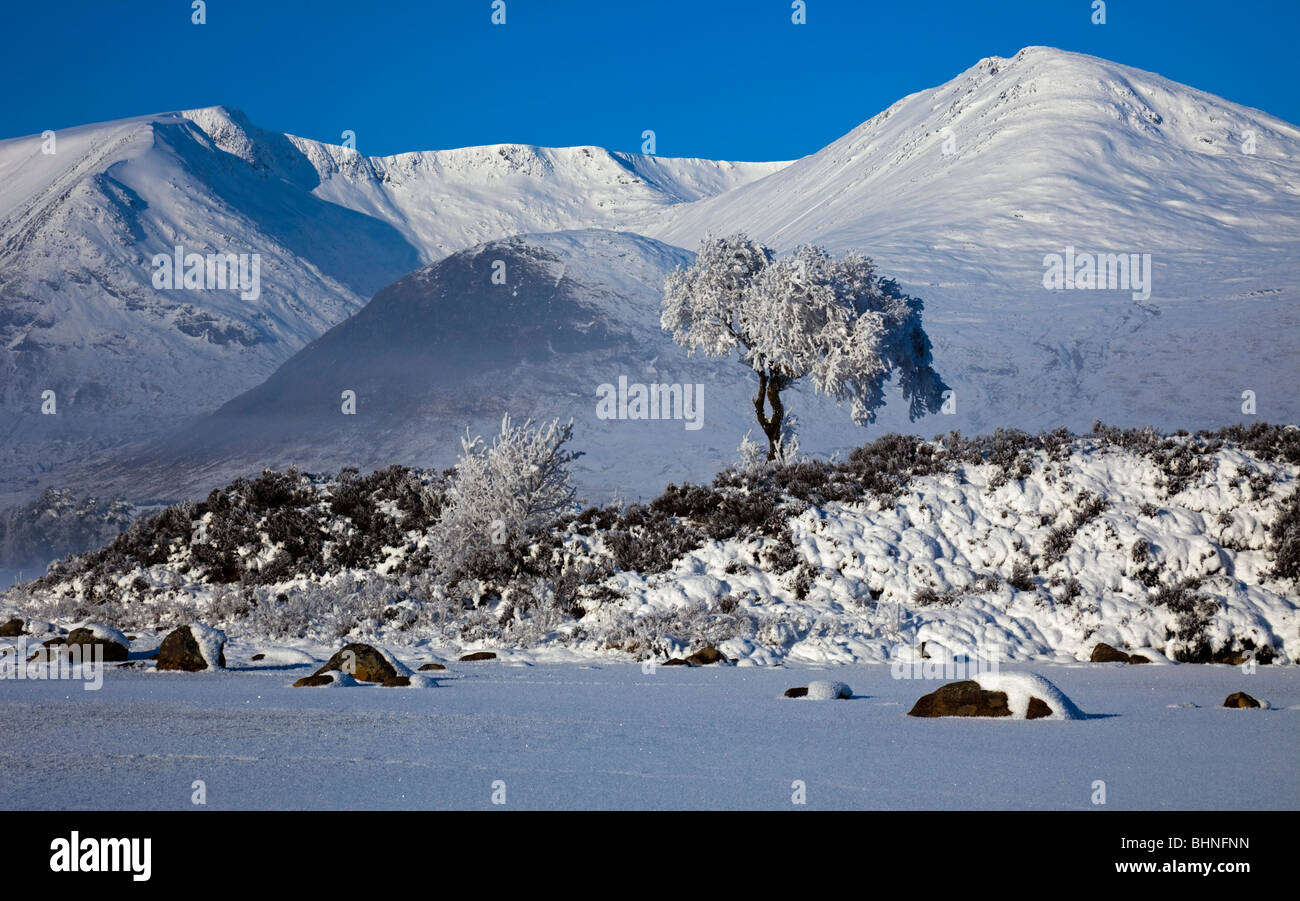 Rannoch Moor with iconic tree and snow covered Black Mount mountains in ...