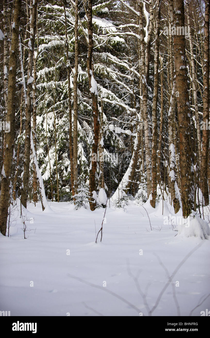 Russian Winter Forest