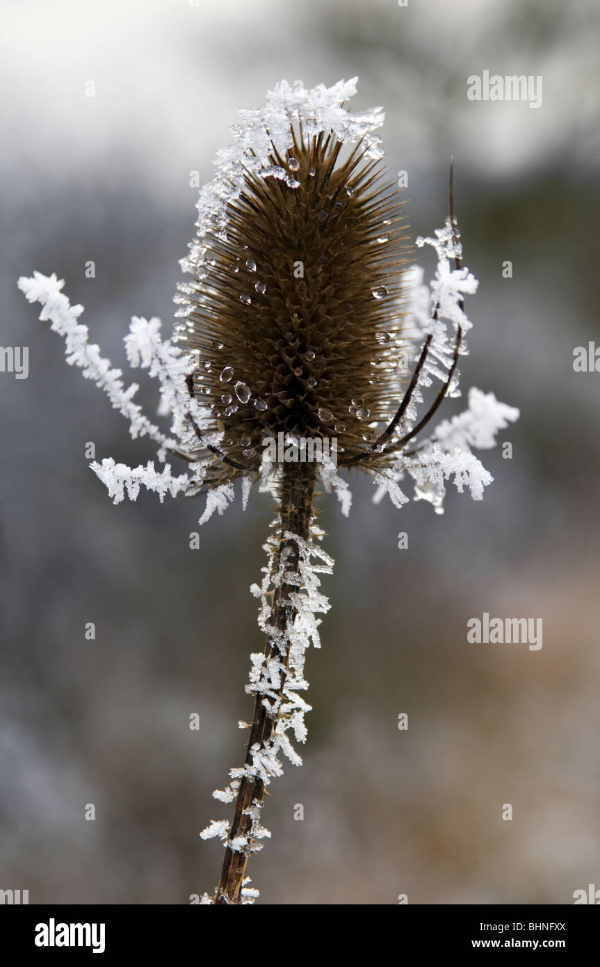 Frost teasel hi-res stock photography and images - Alamy