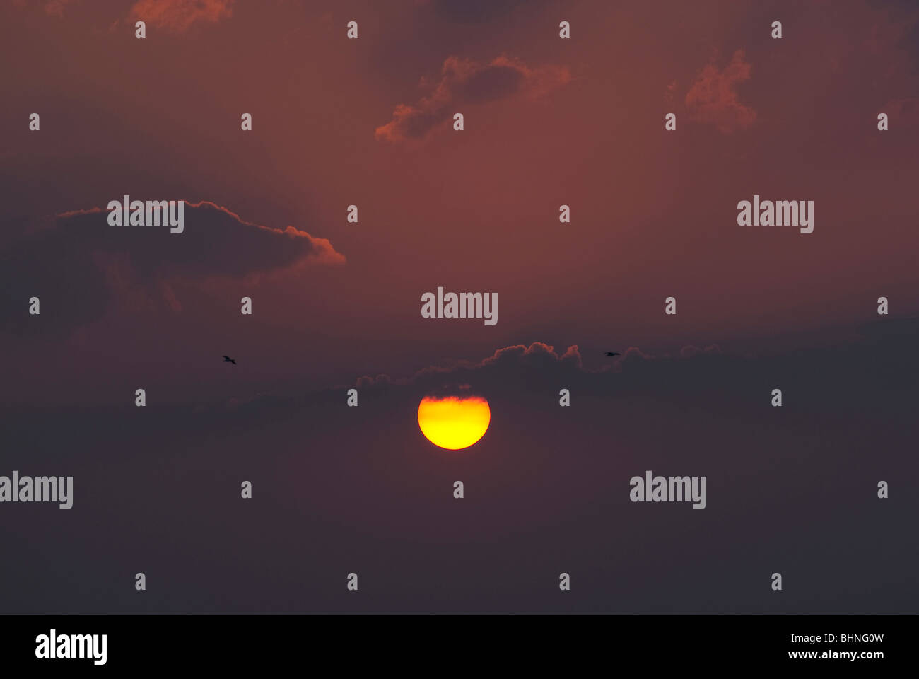 Birds flying into calming sunset Stock Photo - Alamy