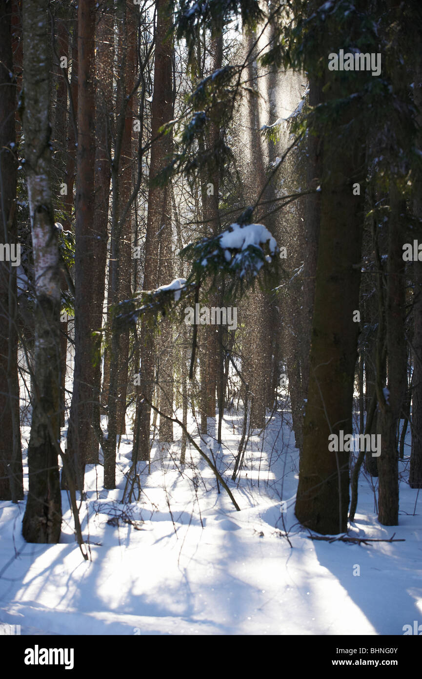 Russian forest in winter Stock Photo - Alamy