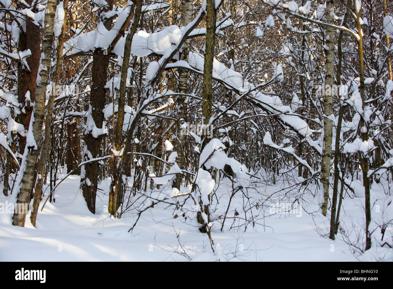 Russian forest in winter Stock Photo - Alamy