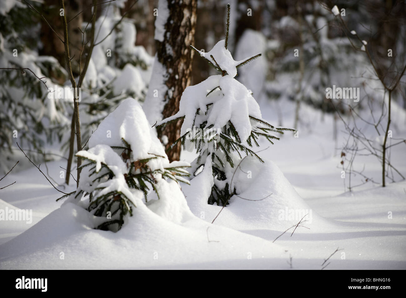 Russian forest. All Seasons Stock Photo - Alamy