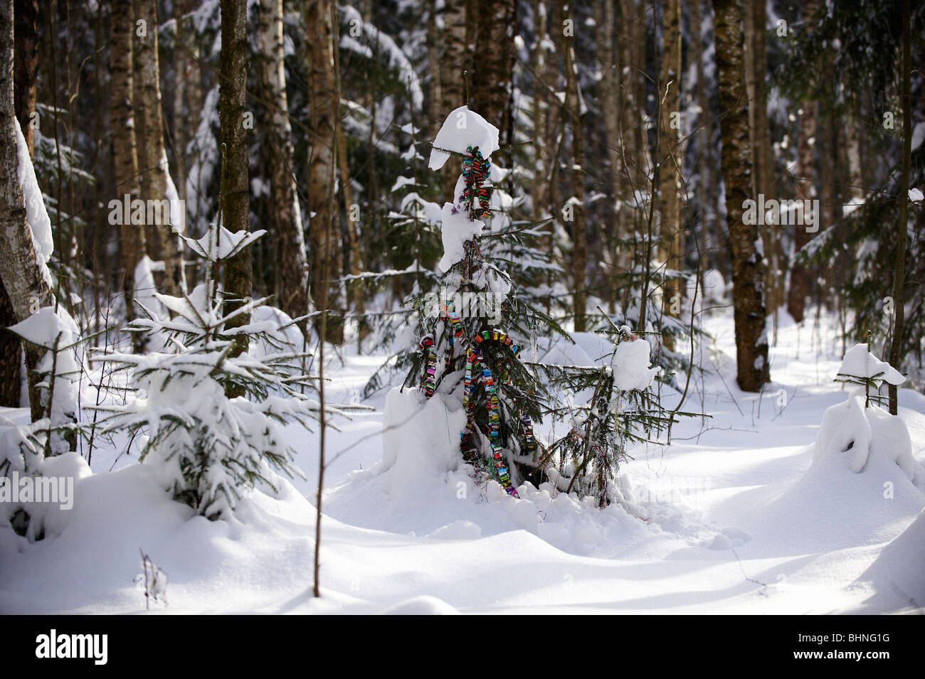 Russian forest. All Seasons Stock Photo - Alamy