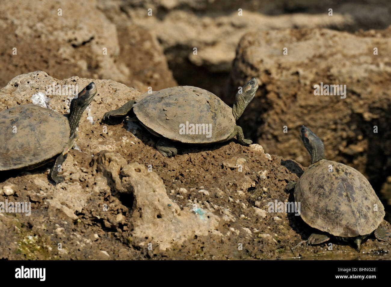Indian Tent Turtle (Kachuga tentoria) in the river Chambal Stock Photo ...