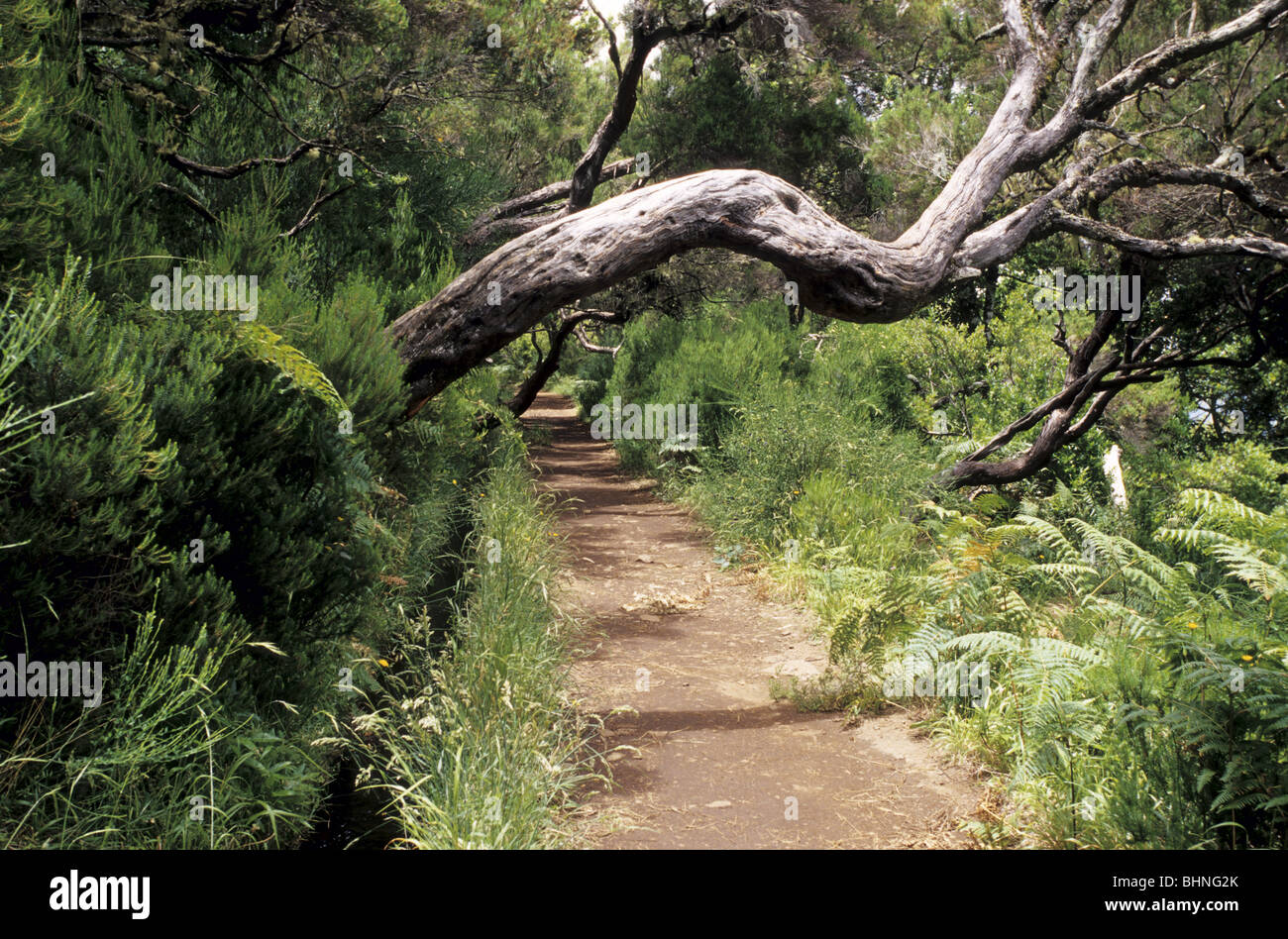 Levada do Risco - popular walking path in the mountains near Rabacal ...