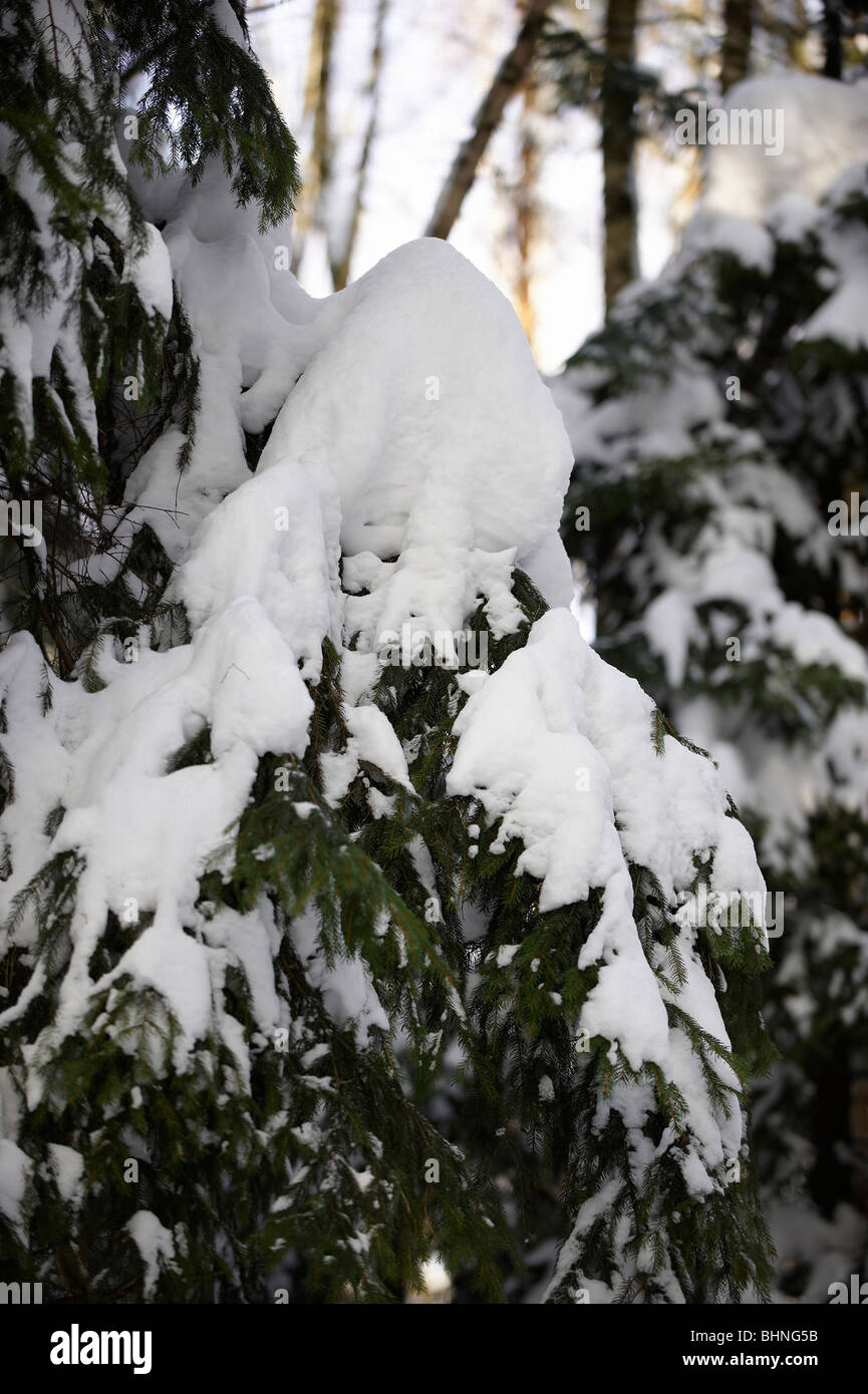 Russian forest. All Seasons Stock Photo - Alamy