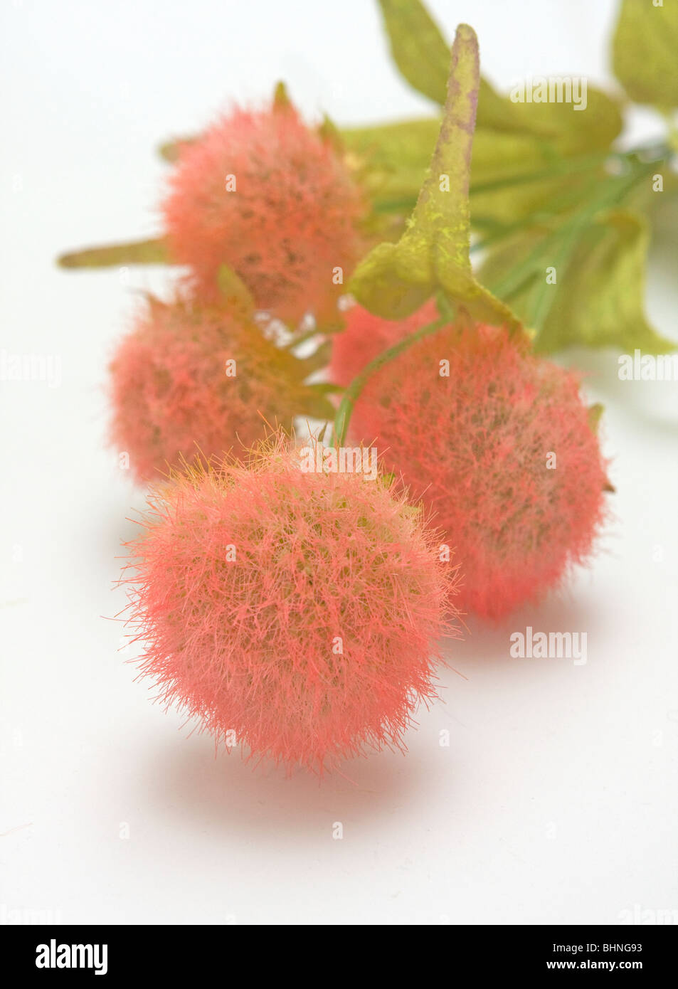 Pom Pom Flowers Stock Photo - Alamy