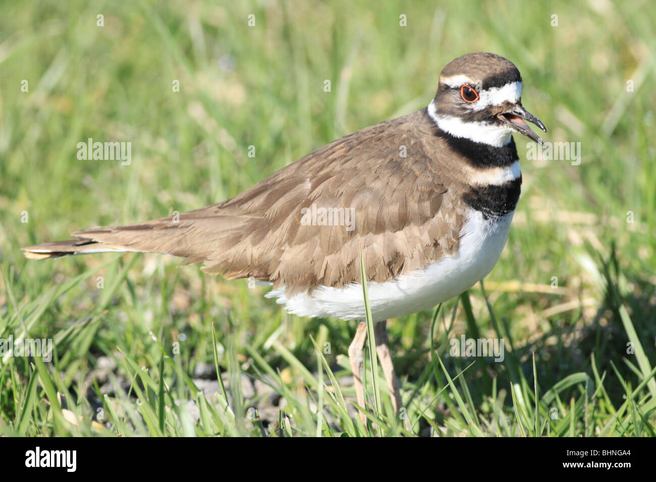 Killdeer in a grass field in Washington Stock Photo - Alamy