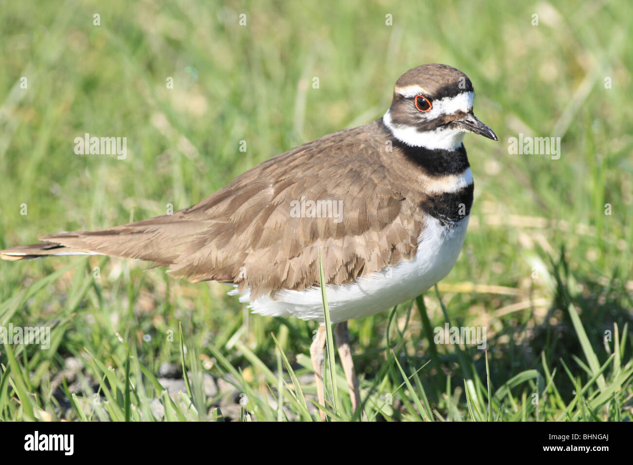 Field washington hi-res stock photography and images - Alamy