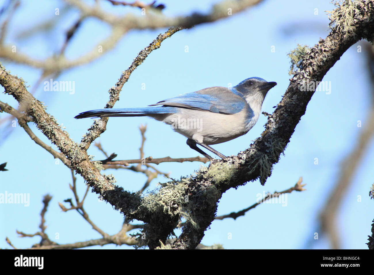 Western Scrub-Jay on a tree branch in Washington Stock Photo - Alamy