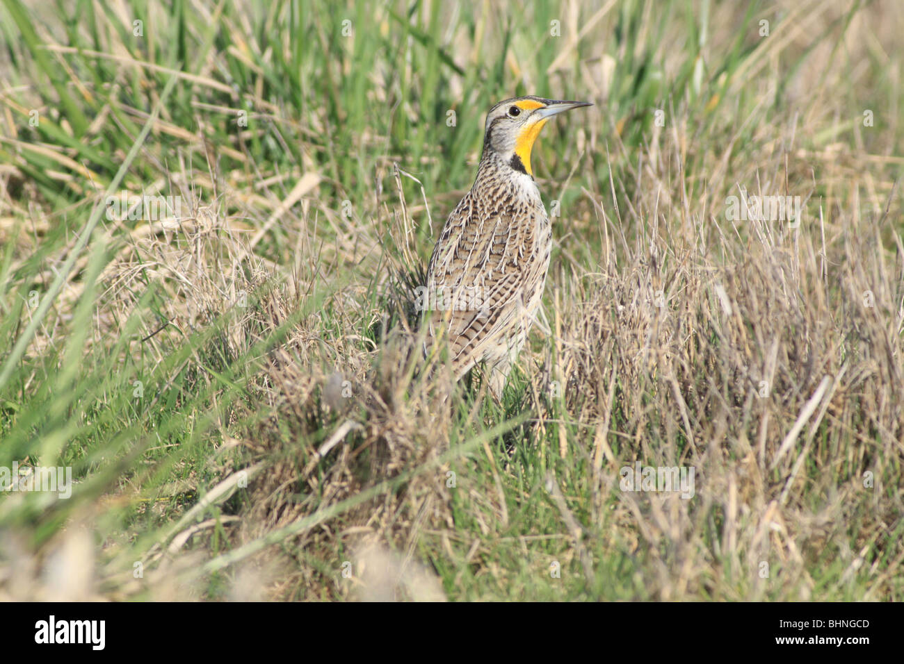 Western Meadowlark in a grass field in Washington Stock Photo - Alamy