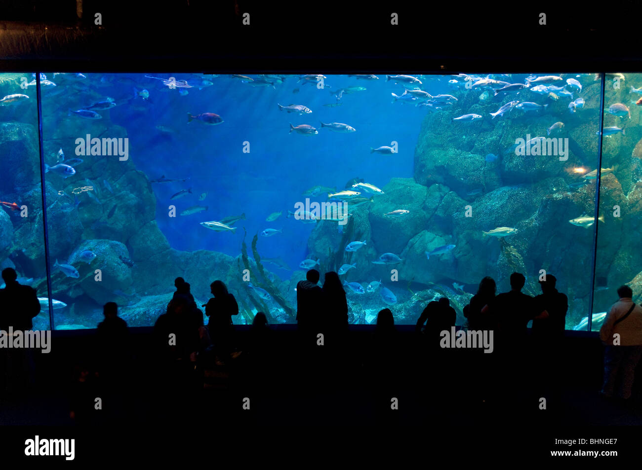 The National Marine Aquarium in Plymouth,, england, fish Stock Photo ...