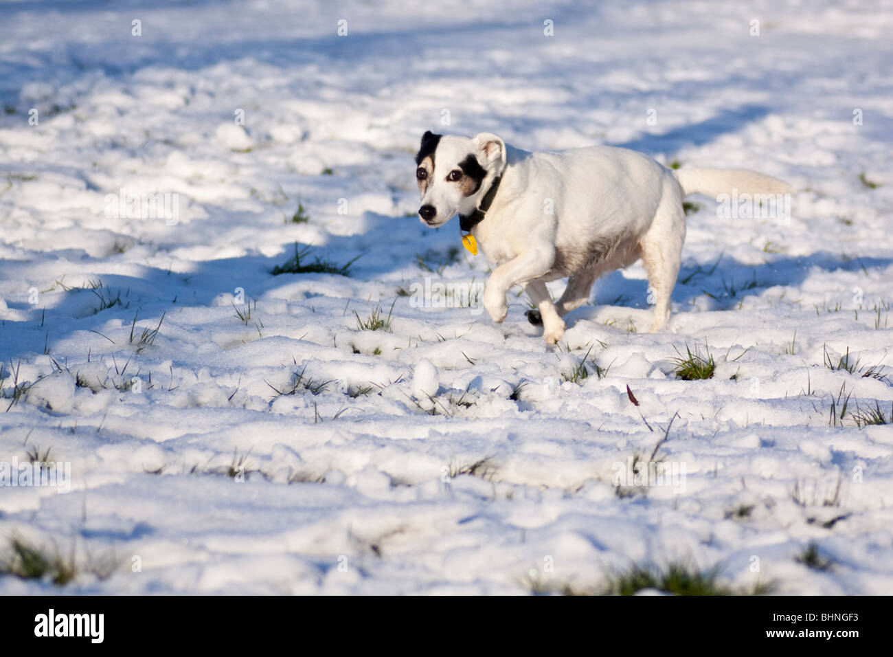 Dogs in snow Stock Photo - Alamy