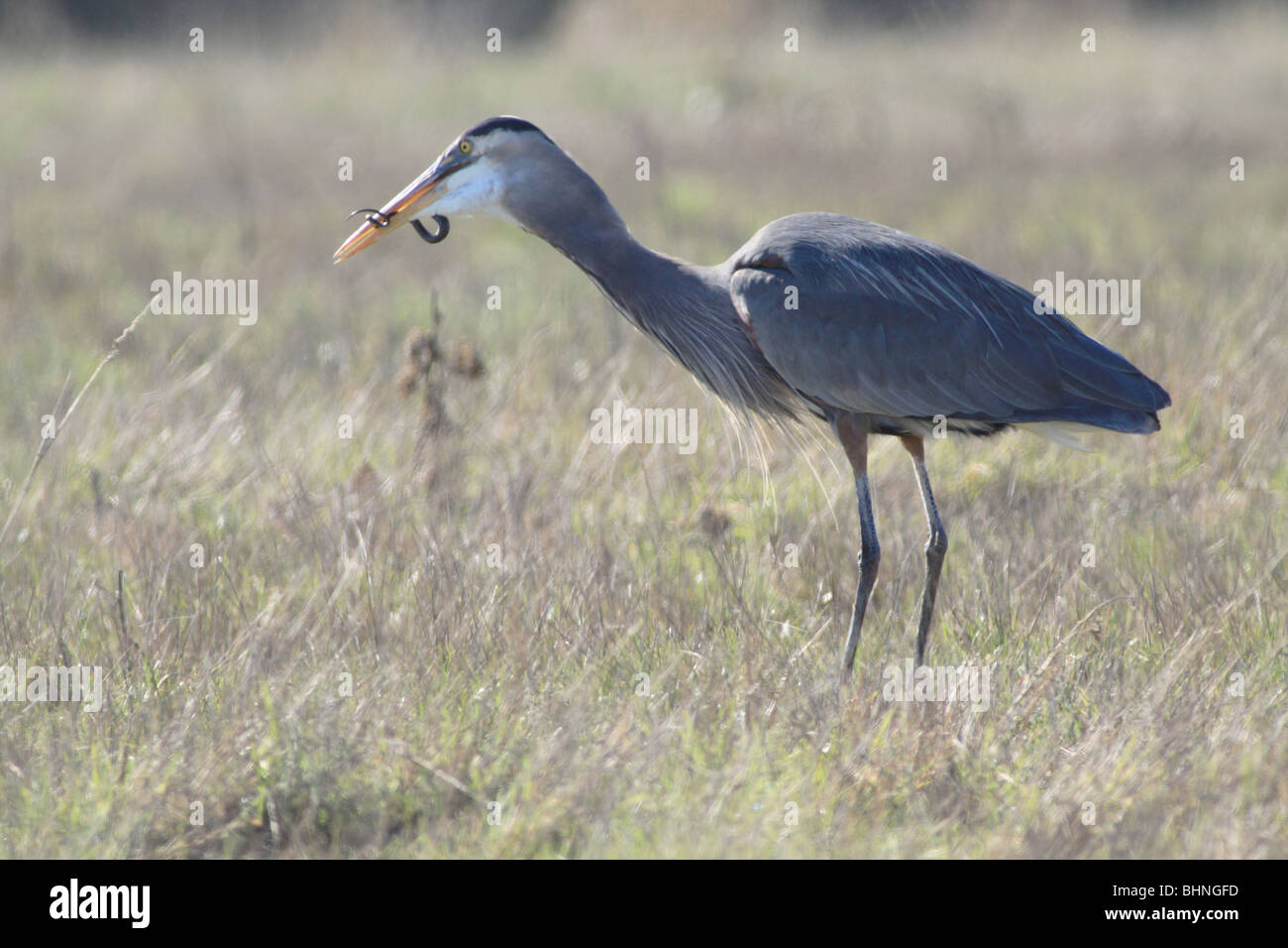 Great Blue Heron eating a snake in Washington Stock Photo - Alamy