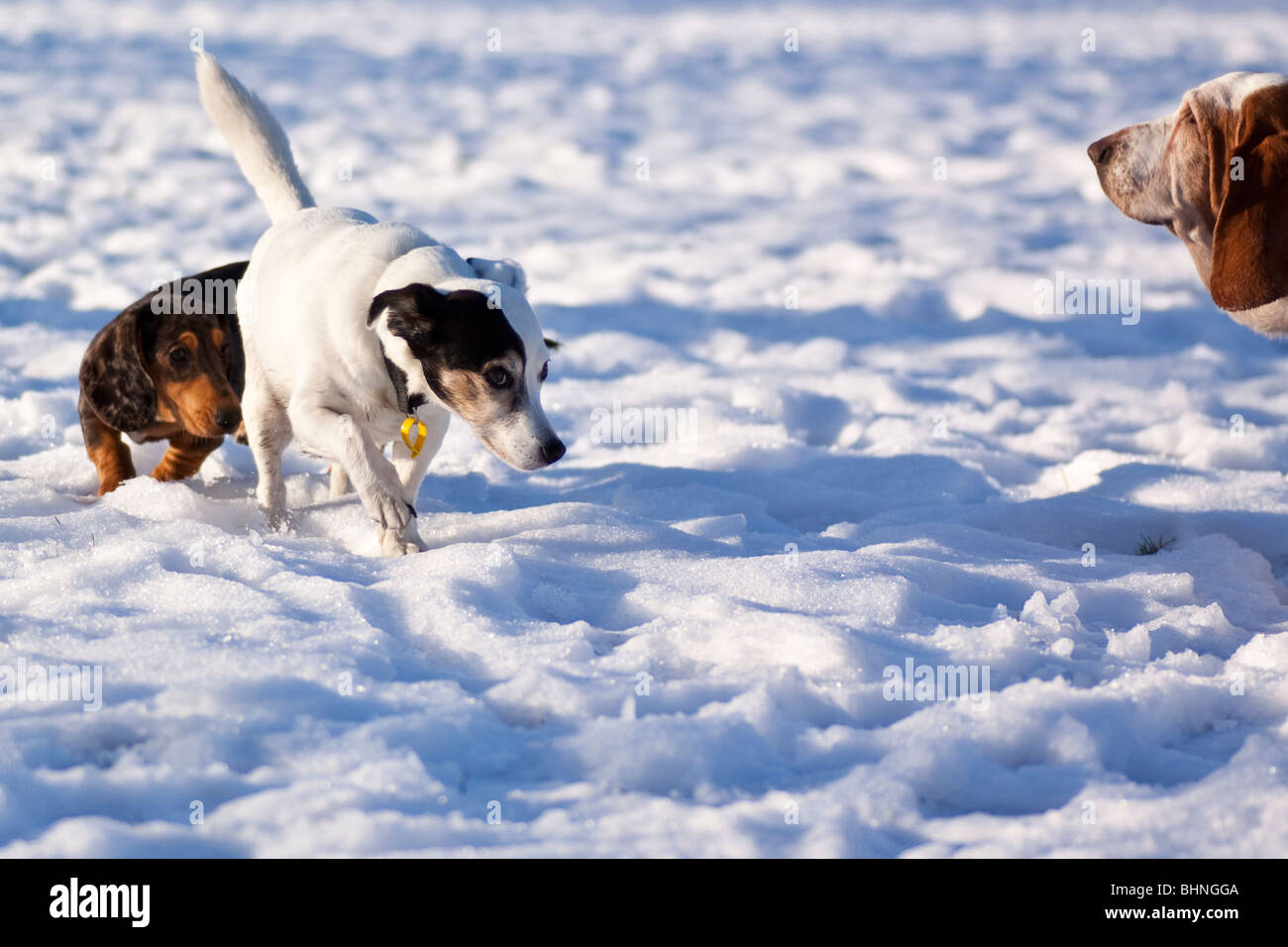 Dogs in snow Stock Photo - Alamy