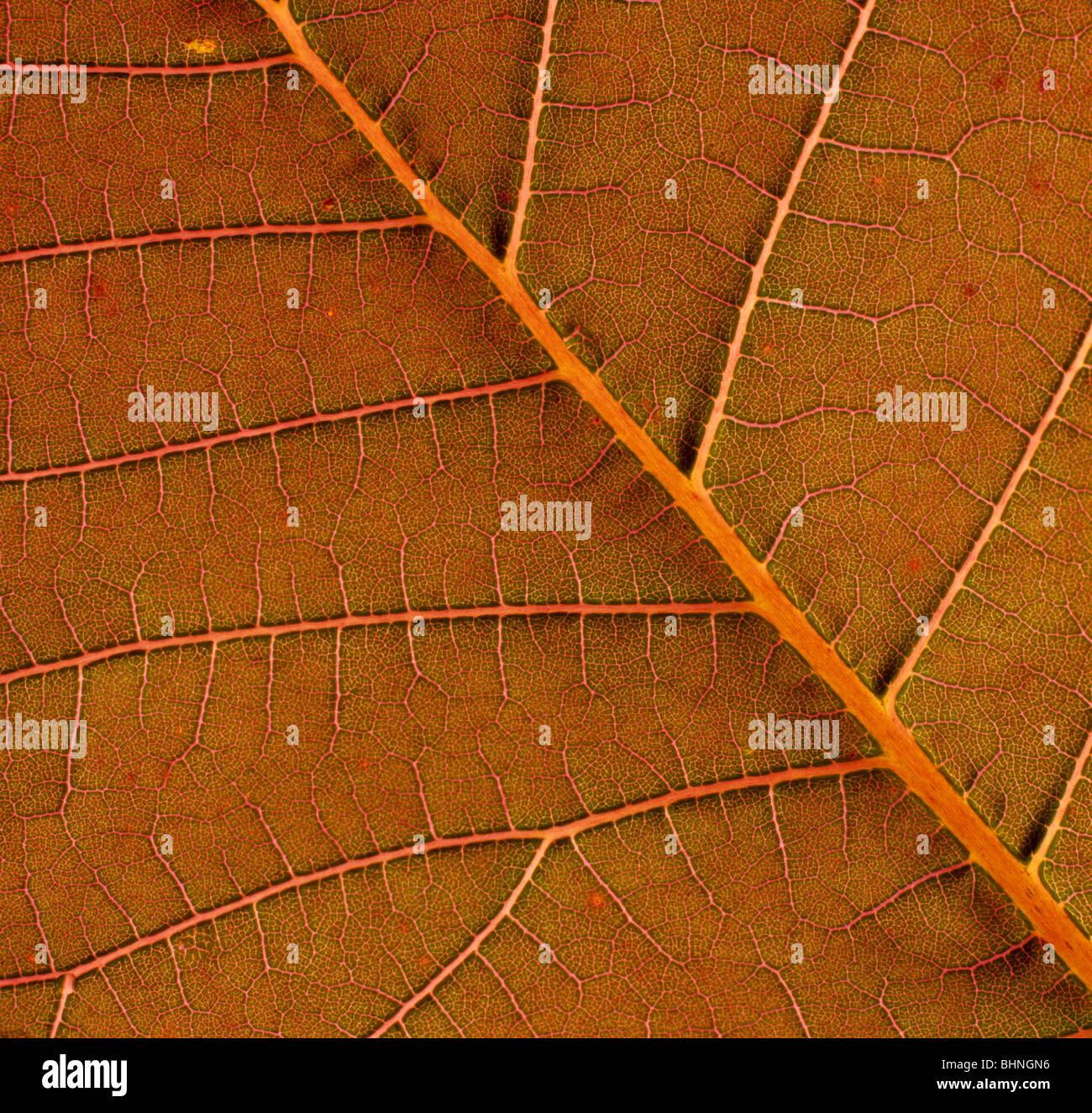 Main leaf veins and lateral leaf veins shown on backlit leaf from a ...