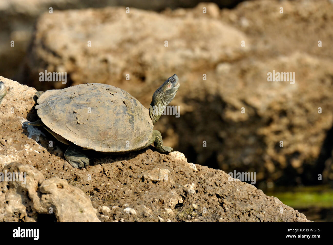 Indian Tent Turtle High Resolution Stock Photography and Images - Alamy
