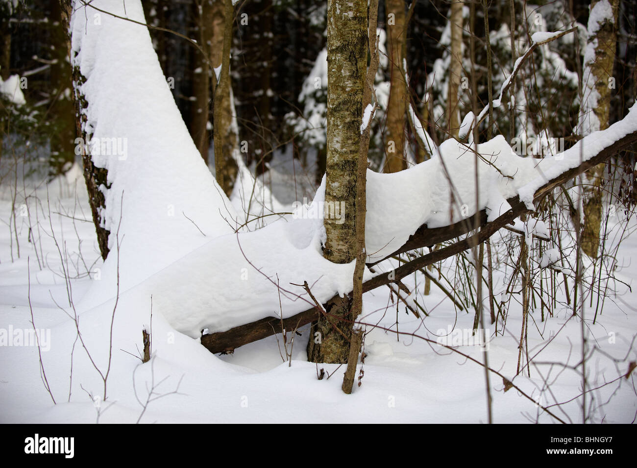 Russian forest in winter Stock Photo - Alamy