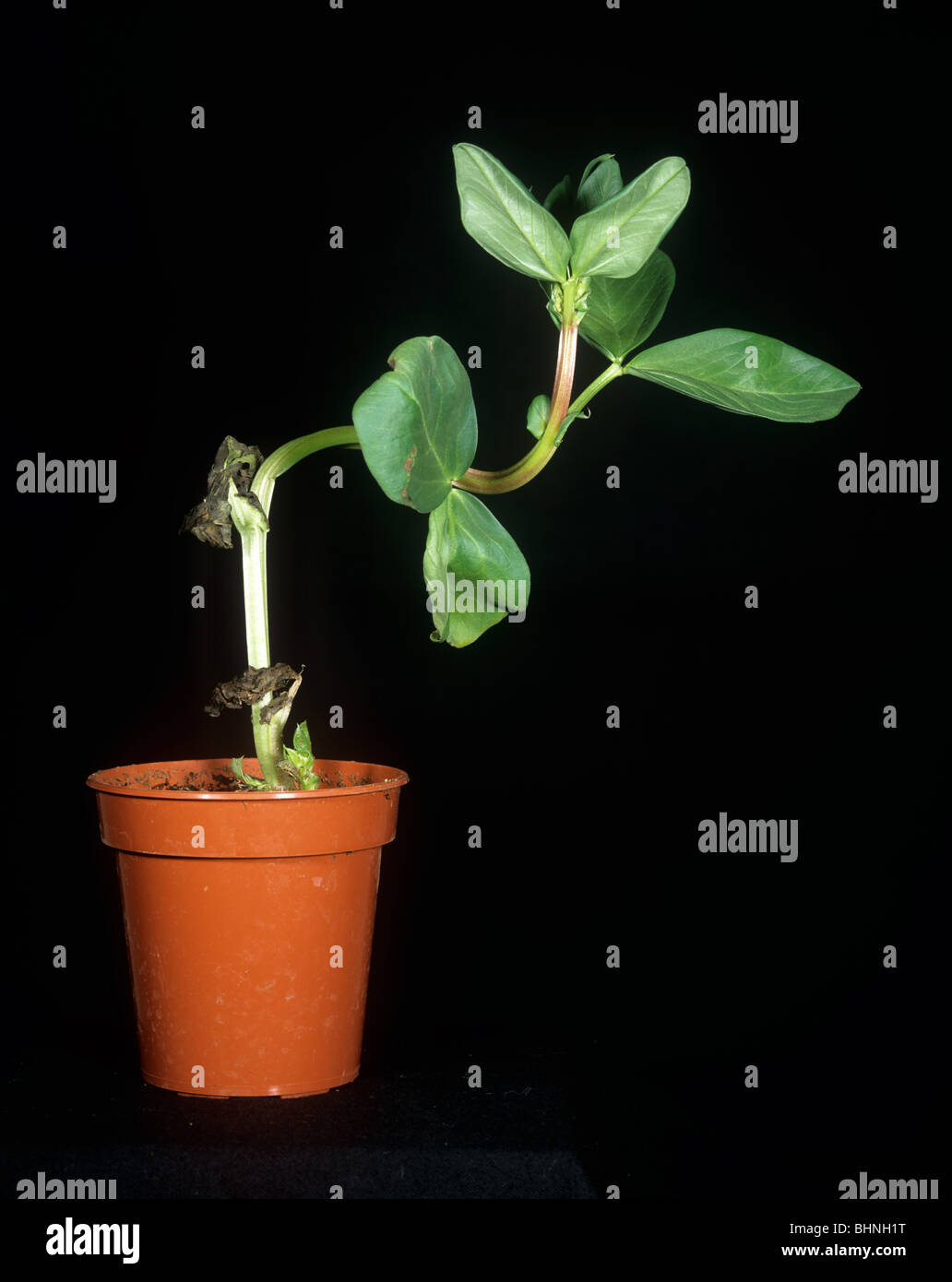 Geotropism hi-res stock photography and images - Alamy