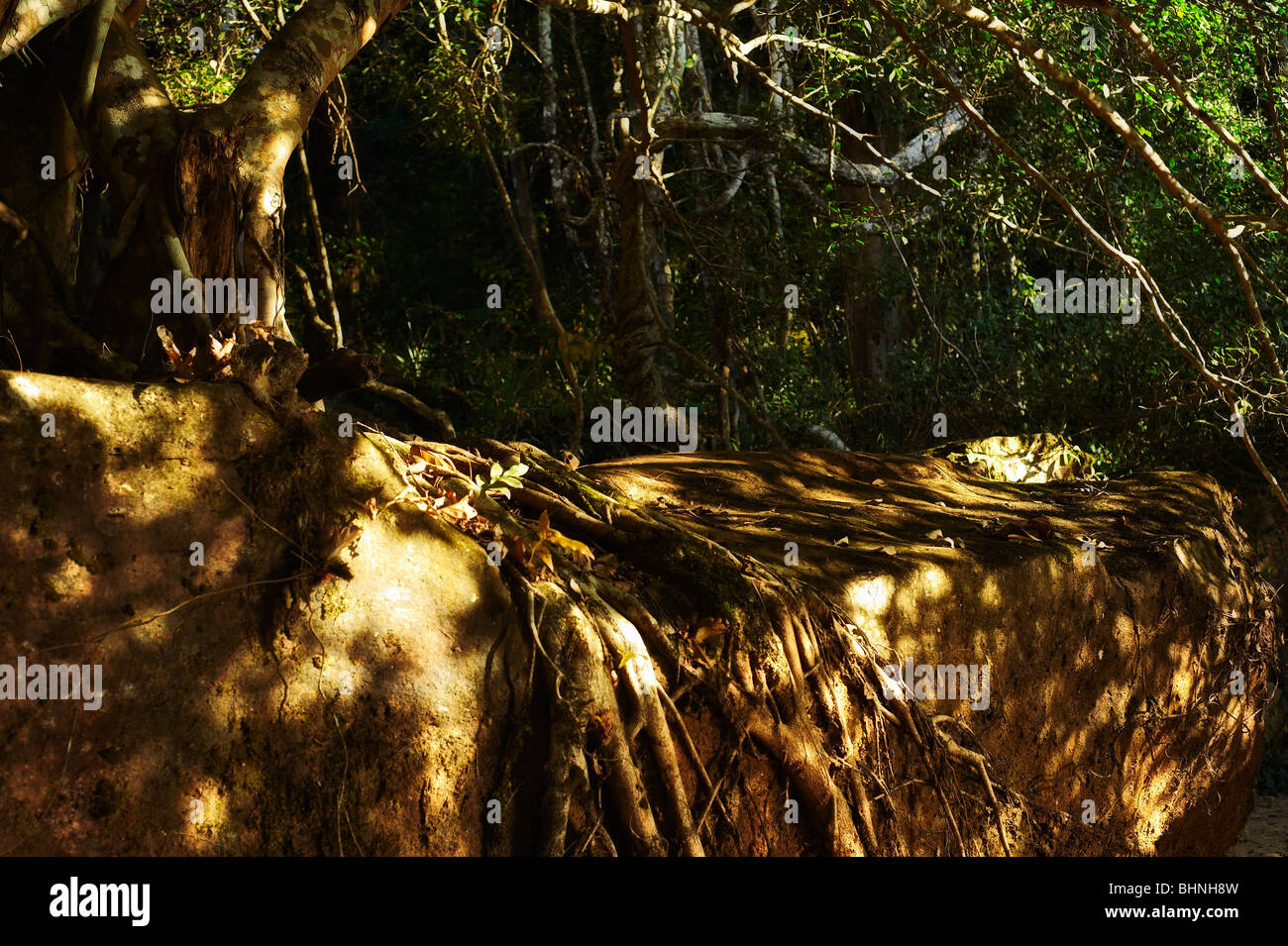 Tropical forest. Laos Stock Photo - Alamy