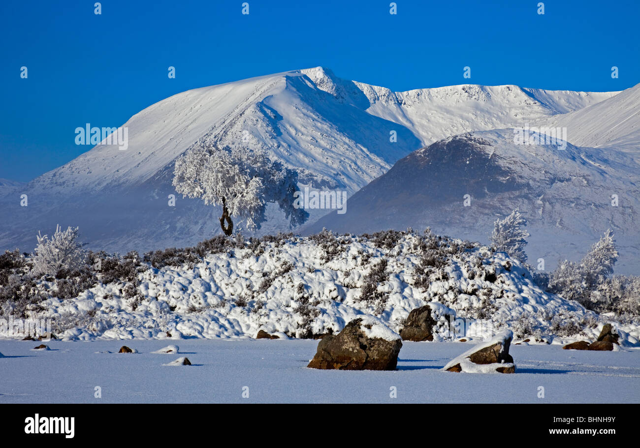 Rannoch Moor with iconic tree and snow covered Black Mount mountains in ...