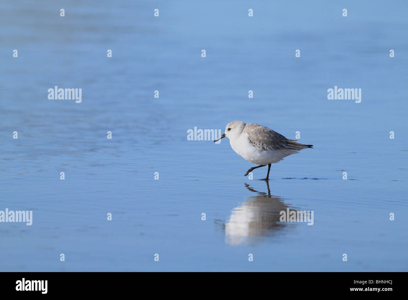 Sanderling on the beach at the Oregon Coast Stock Photo - Alamy