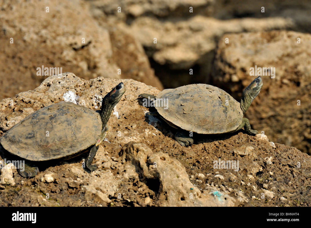 Indian tent turtle hi-res stock photography and images - Alamy