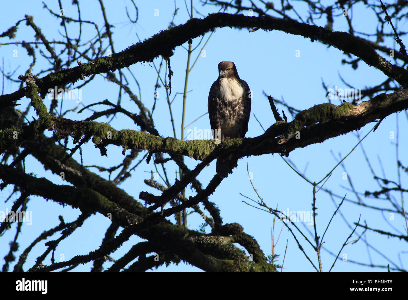 Red-tailed Hawk on a tree branch in Washington Stock Photo - Alamy