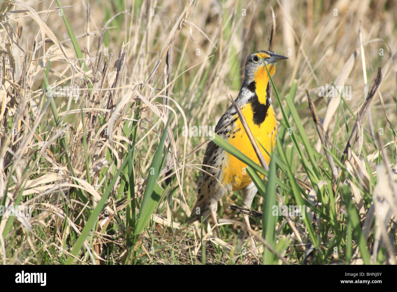 Western Meadowlark in a grass field in Washington Stock Photo - Alamy