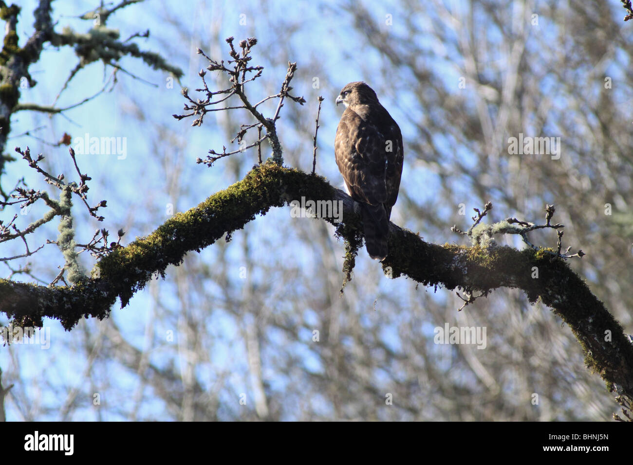 Red-tailed Hawk on a tree branch in Oregon Stock Photo - Alamy