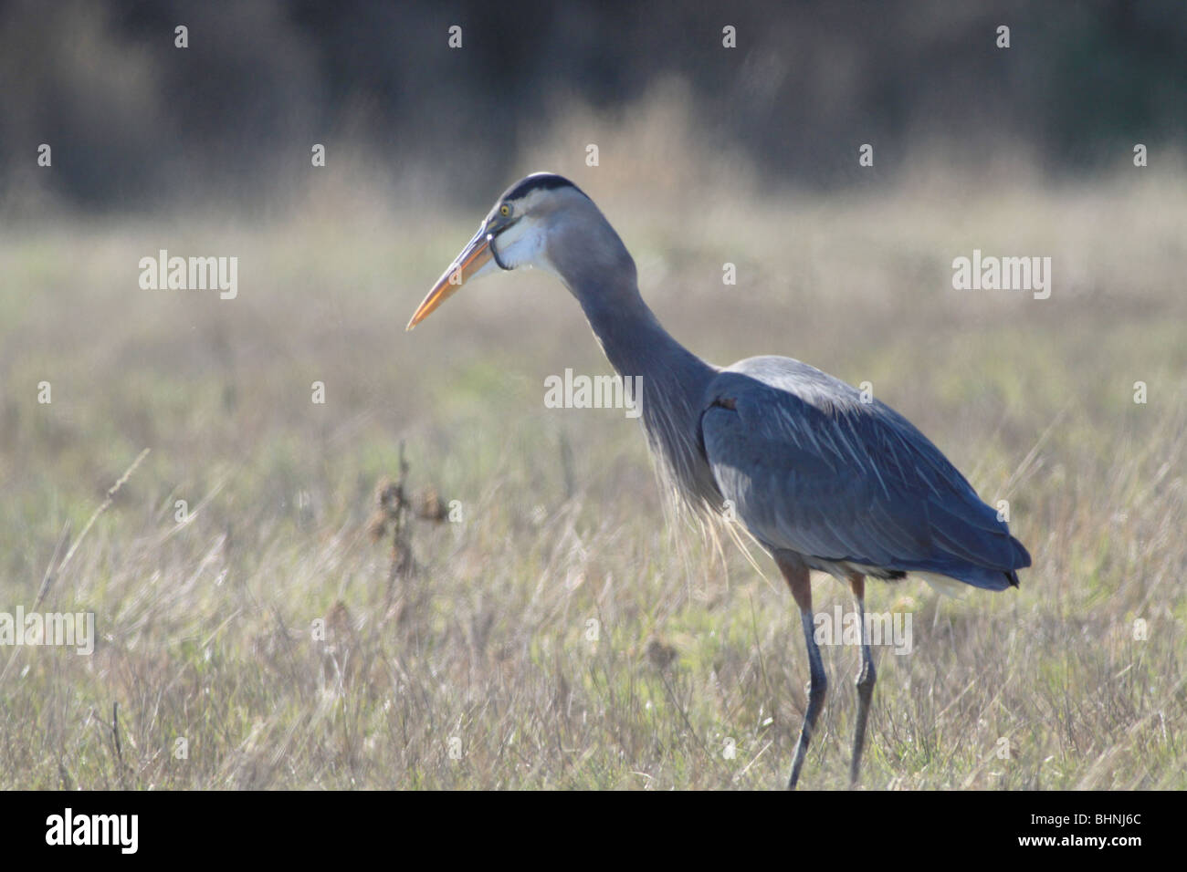 Great Blue Heron eating a snake in Washington Stock Photo - Alamy