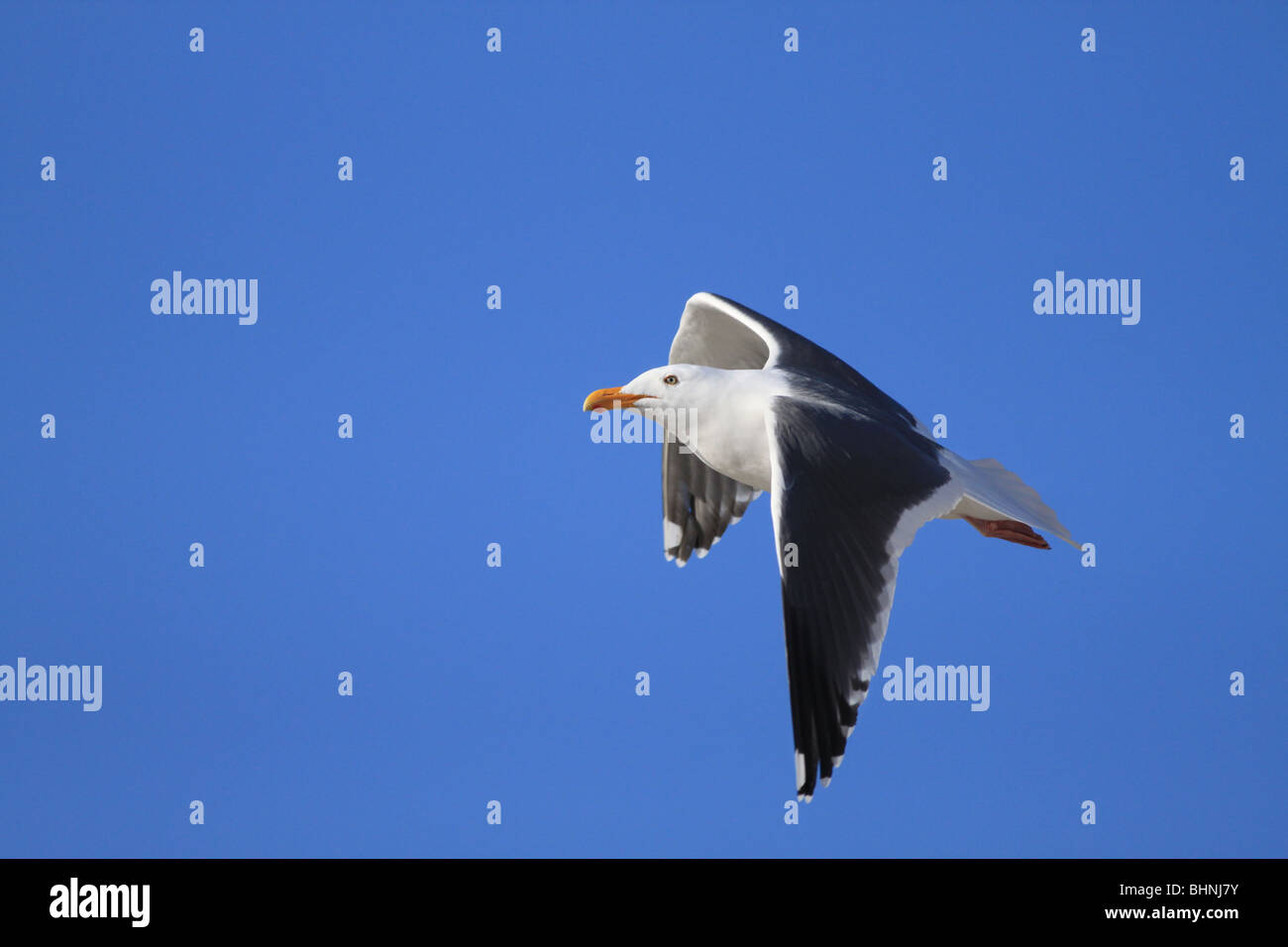 Oregon coast national wildlife refuge hi-res stock photography and ...