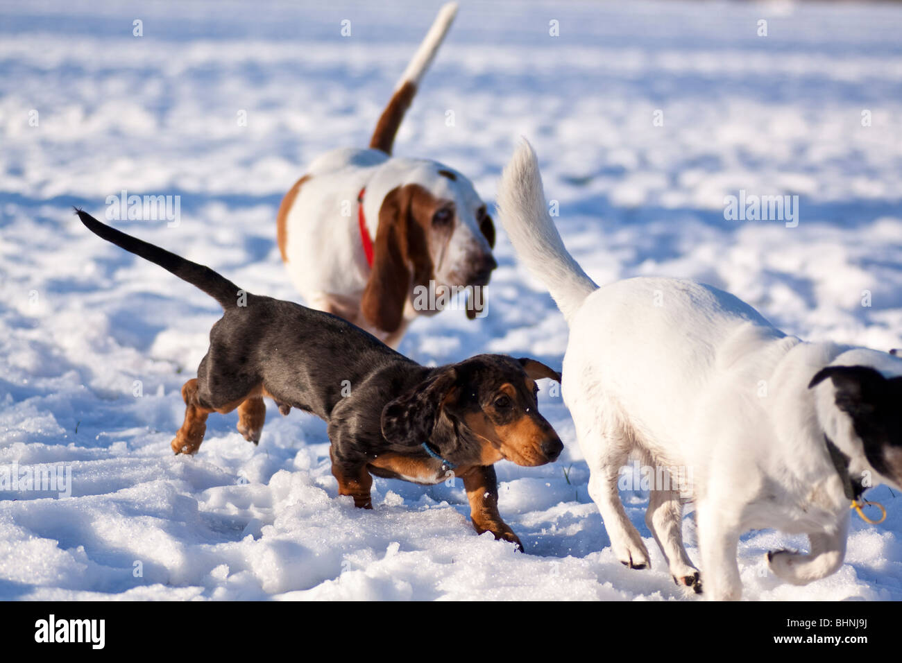Dogs in snow Stock Photo - Alamy