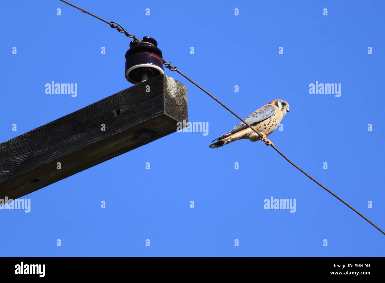 North america kestrel hi-res stock photography and images - Alamy