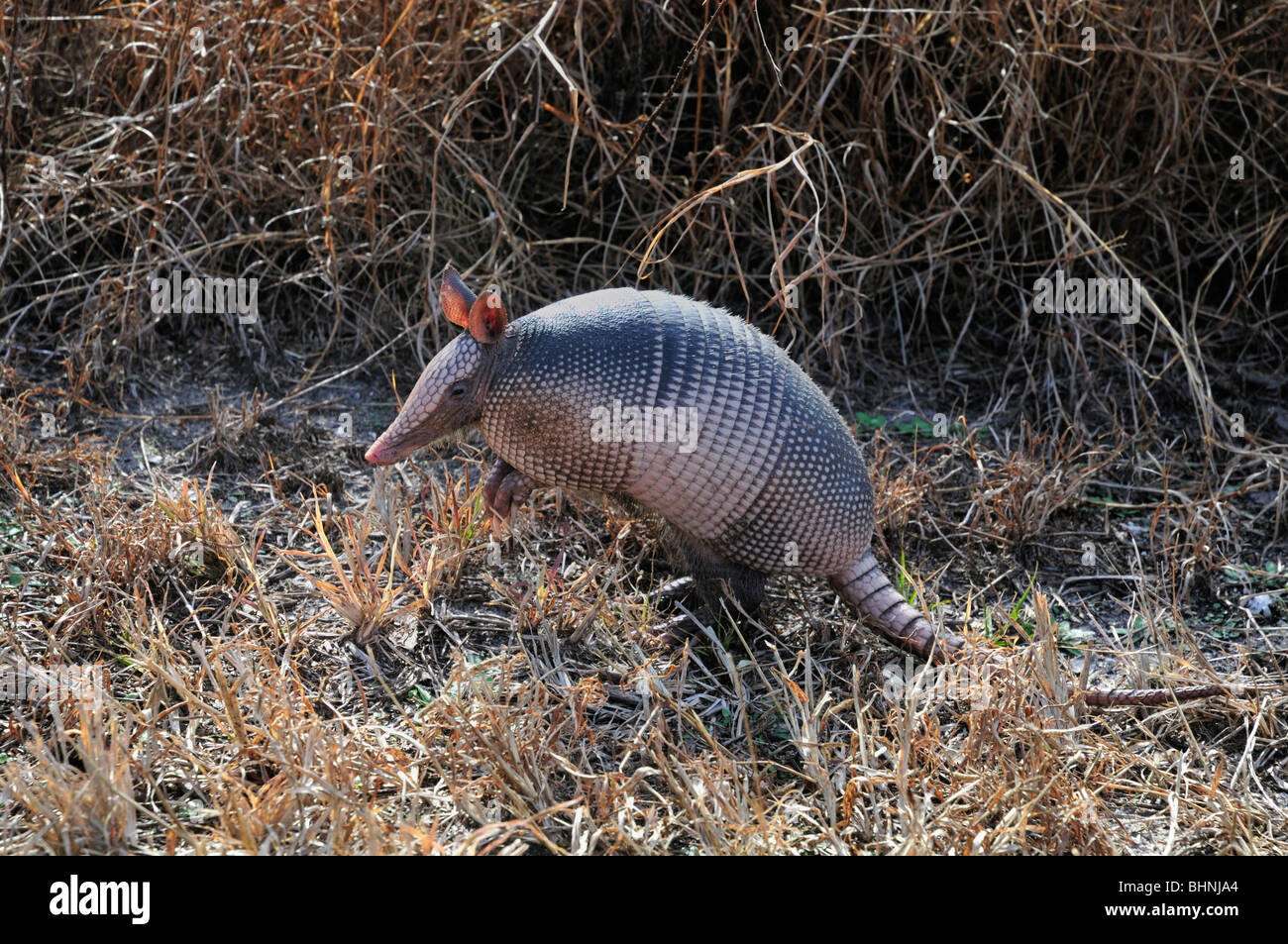 Nine-banded armadillo (Dasypus novemcinctus) stands on hind legs while ...