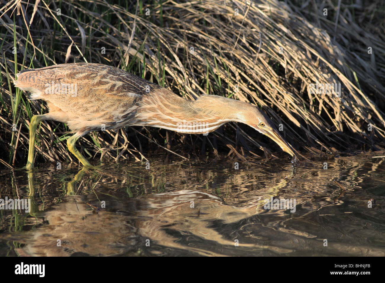 Searching for food in water hi-res stock photography and images - Alamy