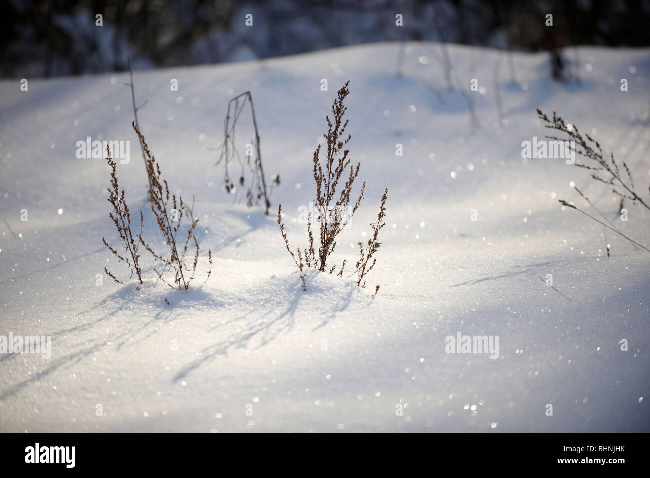 Russian forest. All Seasons Stock Photo - Alamy