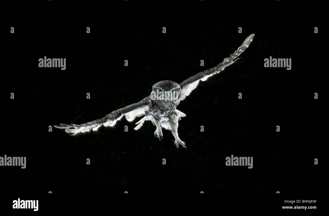 Hedwig Harry Potter High Resolution Stock Photography and Images - Alamy