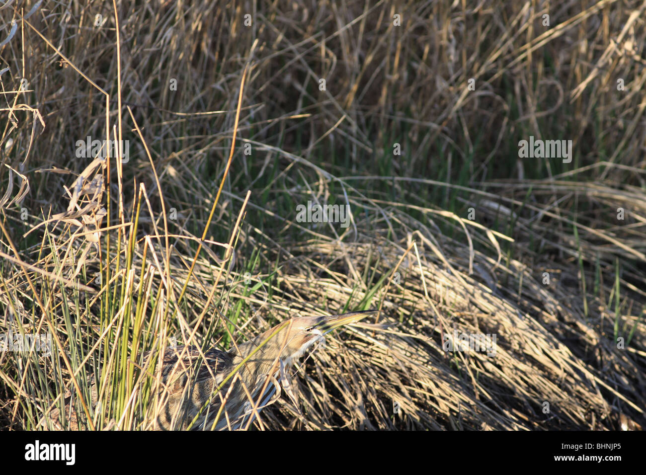 Forest bittern hi-res stock photography and images - Alamy