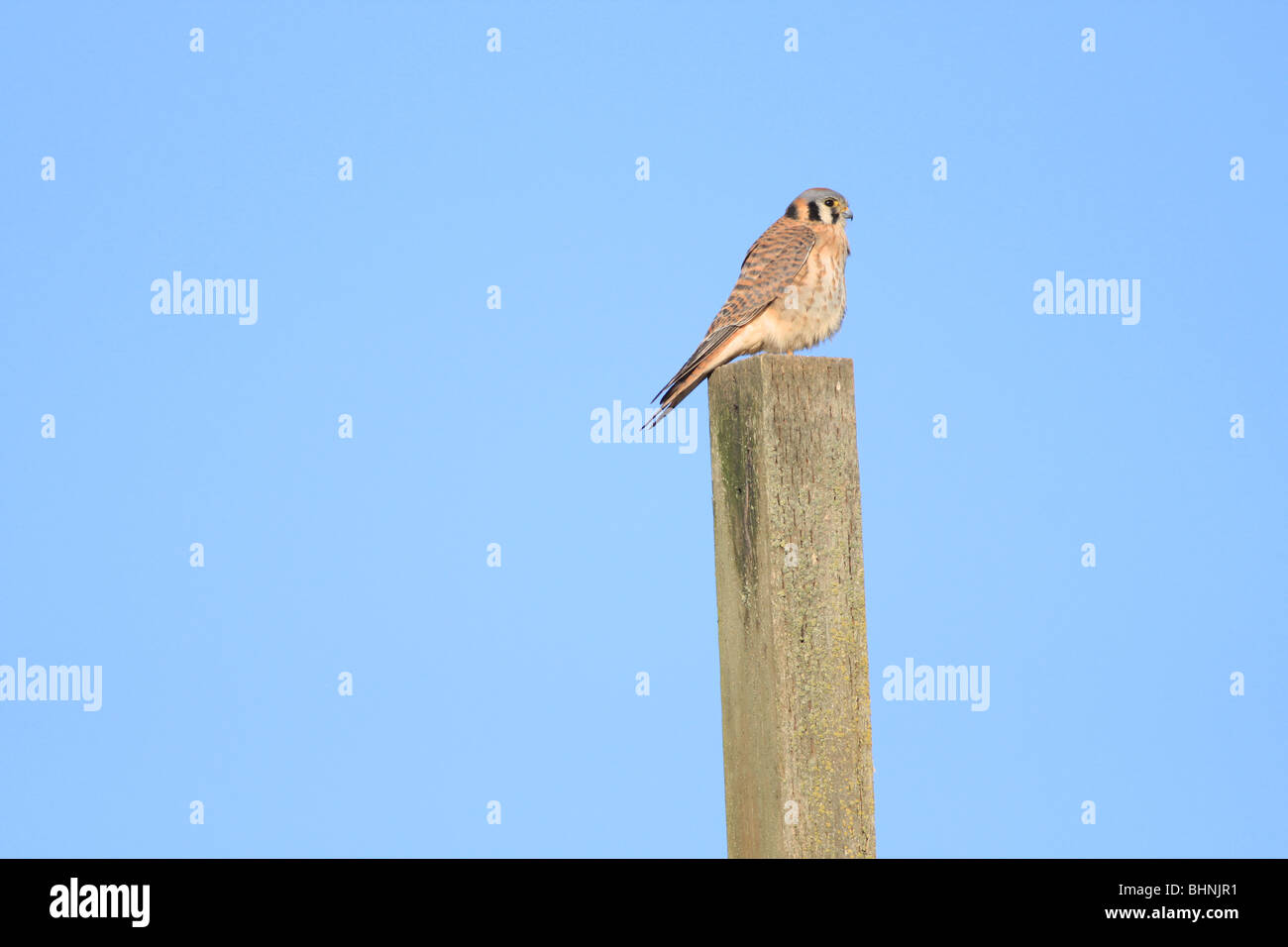 American kestrel female hi-res stock photography and images - Alamy