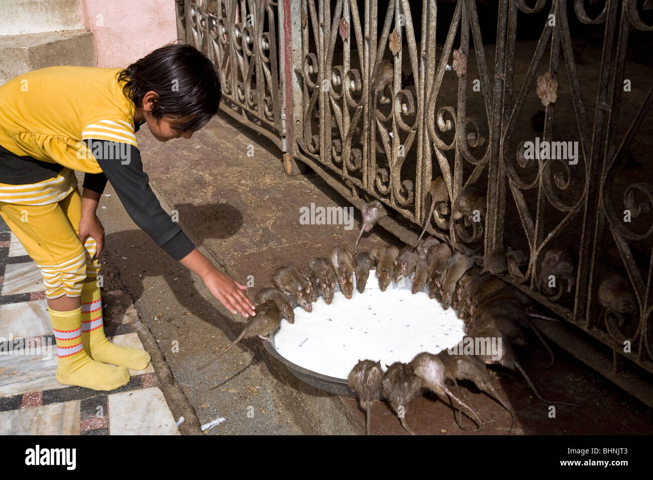 Indian girl caressing a rat. Karni Mata Temple (Rats Temple). Deshnok ...