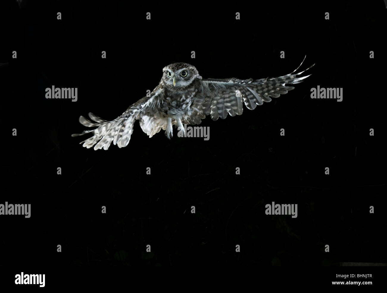 Hedwig the owl harry potter hi-res stock photography and images - Alamy