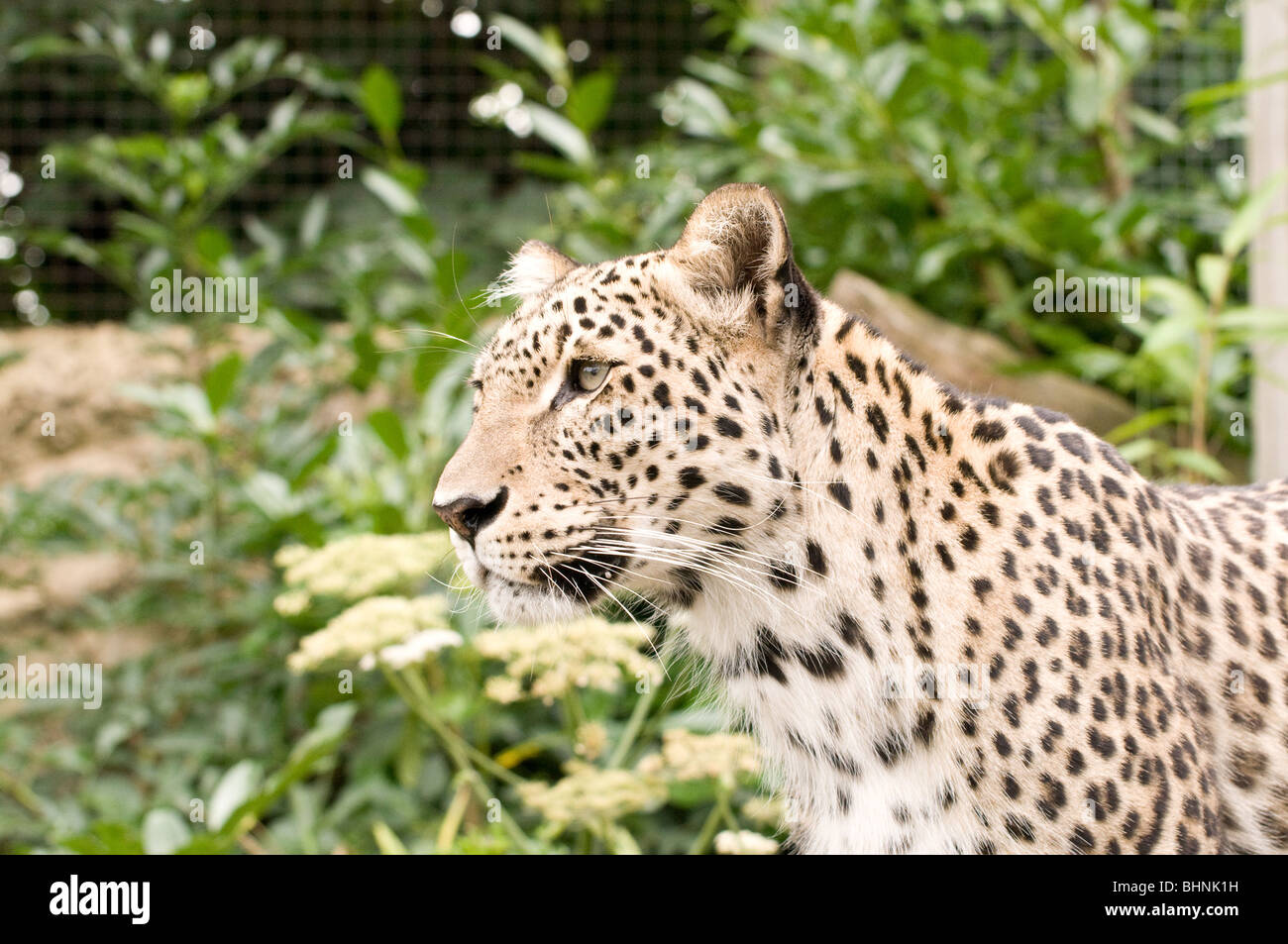 Persian Leopard in captivity Stock Photo - Alamy