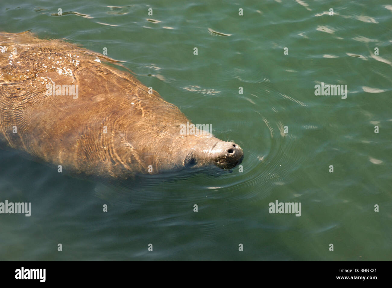 Florida manatee hi-res stock photography and images - Alamy
